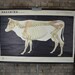 Cow Skeleton, Cattle, Beef: Original Vintage 1950s German Educational ...