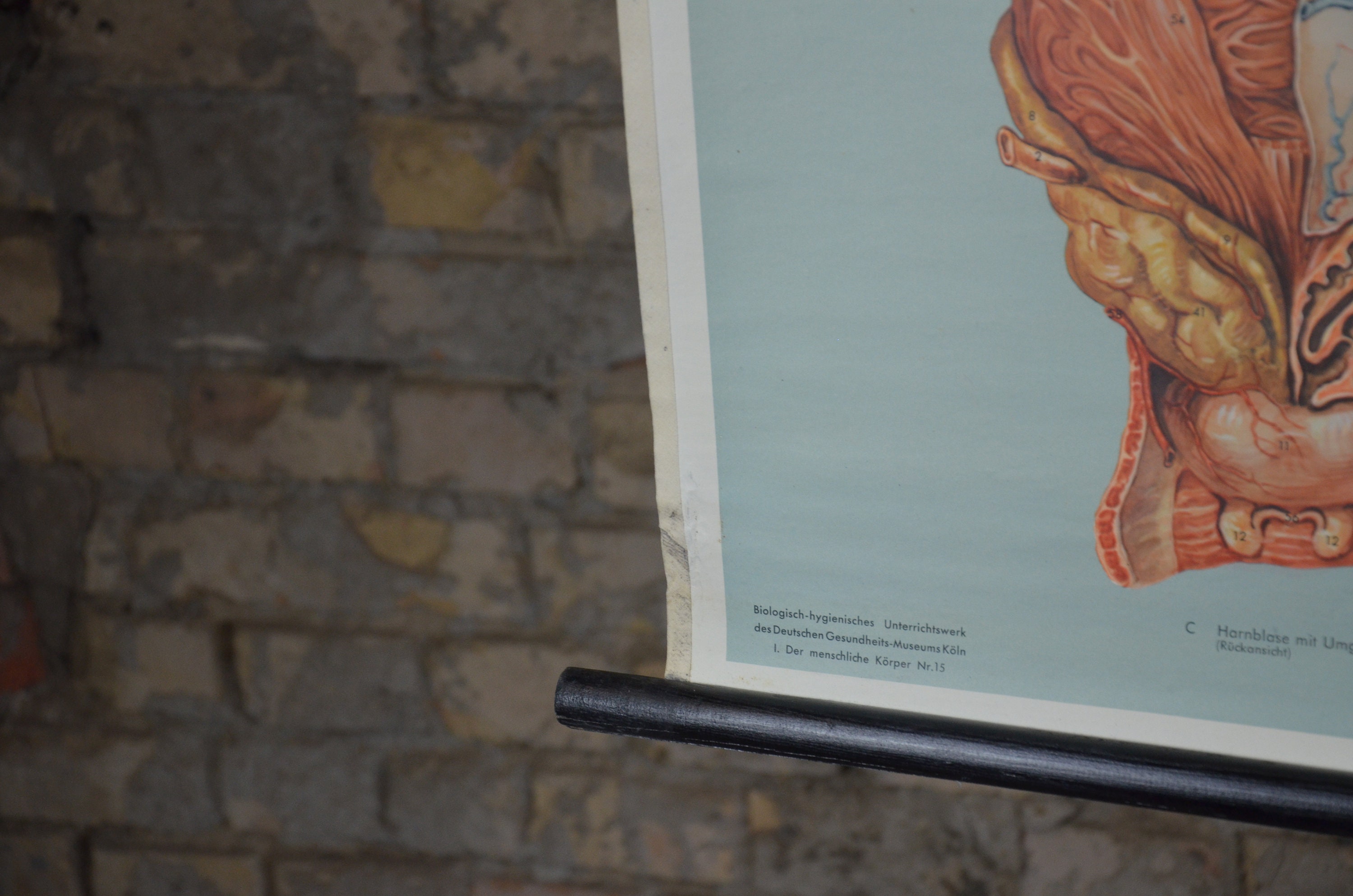 Penis And Testicles Original Vintage 1950s Educational Poster Roll Down