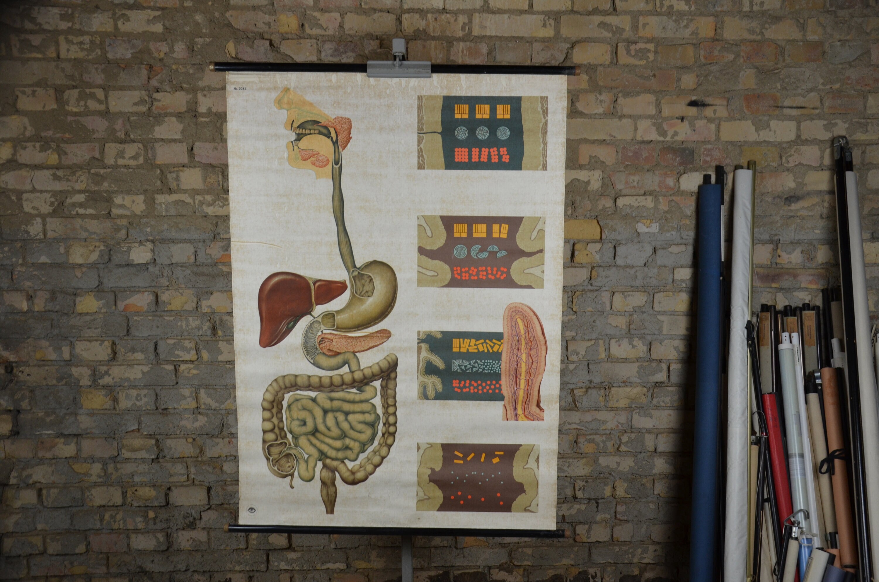 Human Digestive Tract Anatomy: Original Vintage 1960s German Medical ...