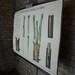 Veneer Crown Graft, Tittel's Graft: Original Vintage 1950s Educational ...