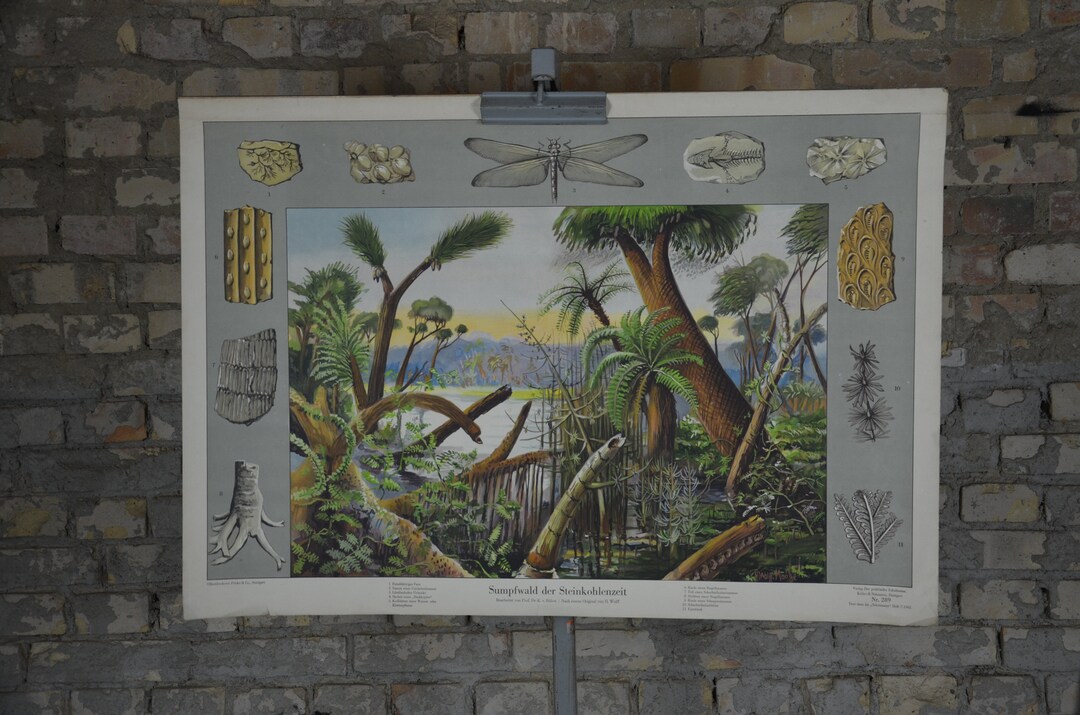 Carboniferous Forest, Paleozoic Plants, Fossils: Original Antique 1940s ...