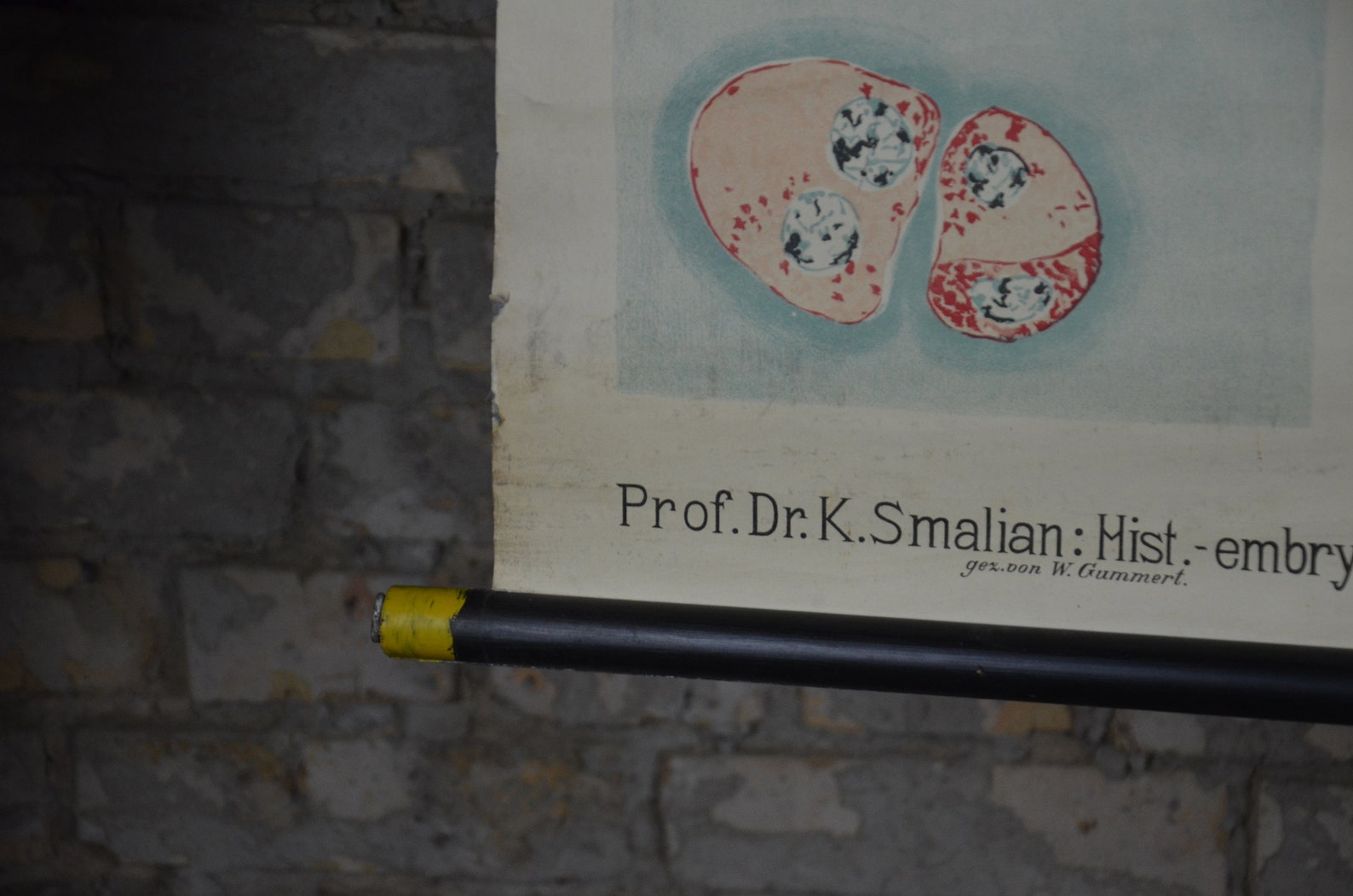 Types of Animal Cells: Original Antique 1920s Educational Poster School ...