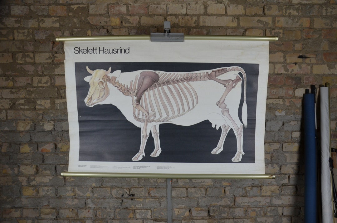 Cow Skeleton, Cattle, Beef: Original Vintage 1980s German Educational ...
