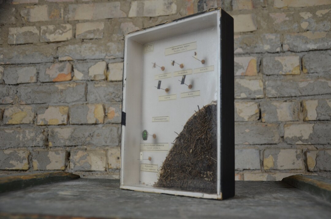 Insects, Anthill, Ants: Original Antique 1920s Educational Czech School ...