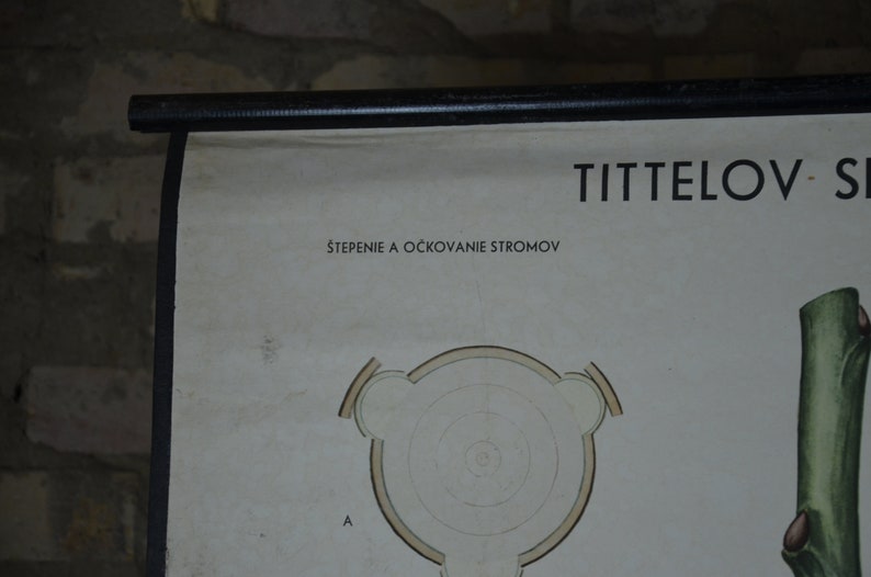 Veneer Crown Graft, Tittel's Graft: Original Vintage 1950s Educational ...