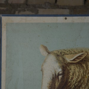 Sheep, Wool: Original Antique 1890s German Elementary School Poster ...