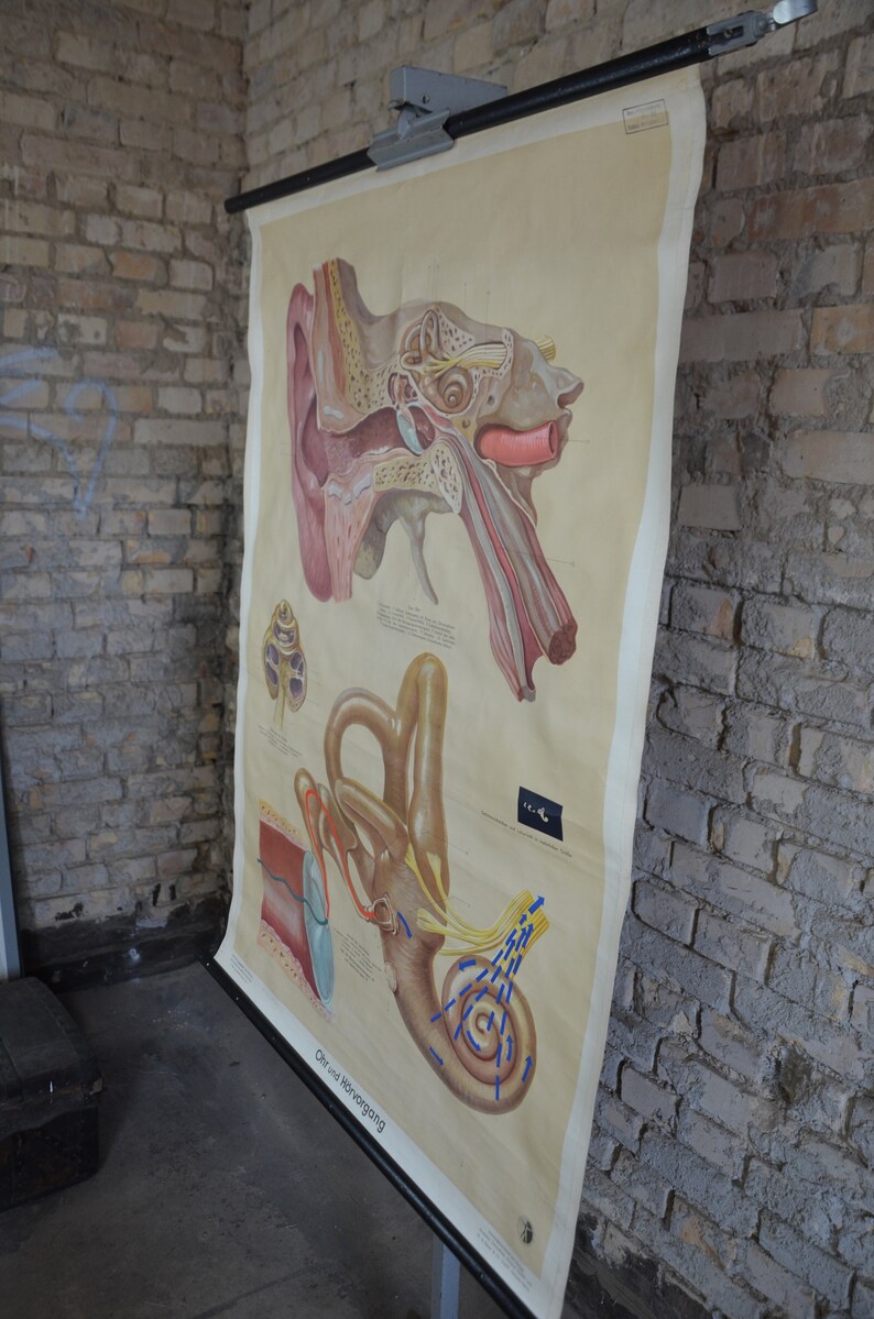 Human Ear Anatomy: Original Vintage German 1960s Educational - Etsy