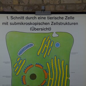 Animal Cell Microscope Section: Original Vintage 1970s German ...