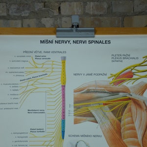 Spinal Nerves, Arm, Neurology: Original Vintage 1990s Czech Educational ...