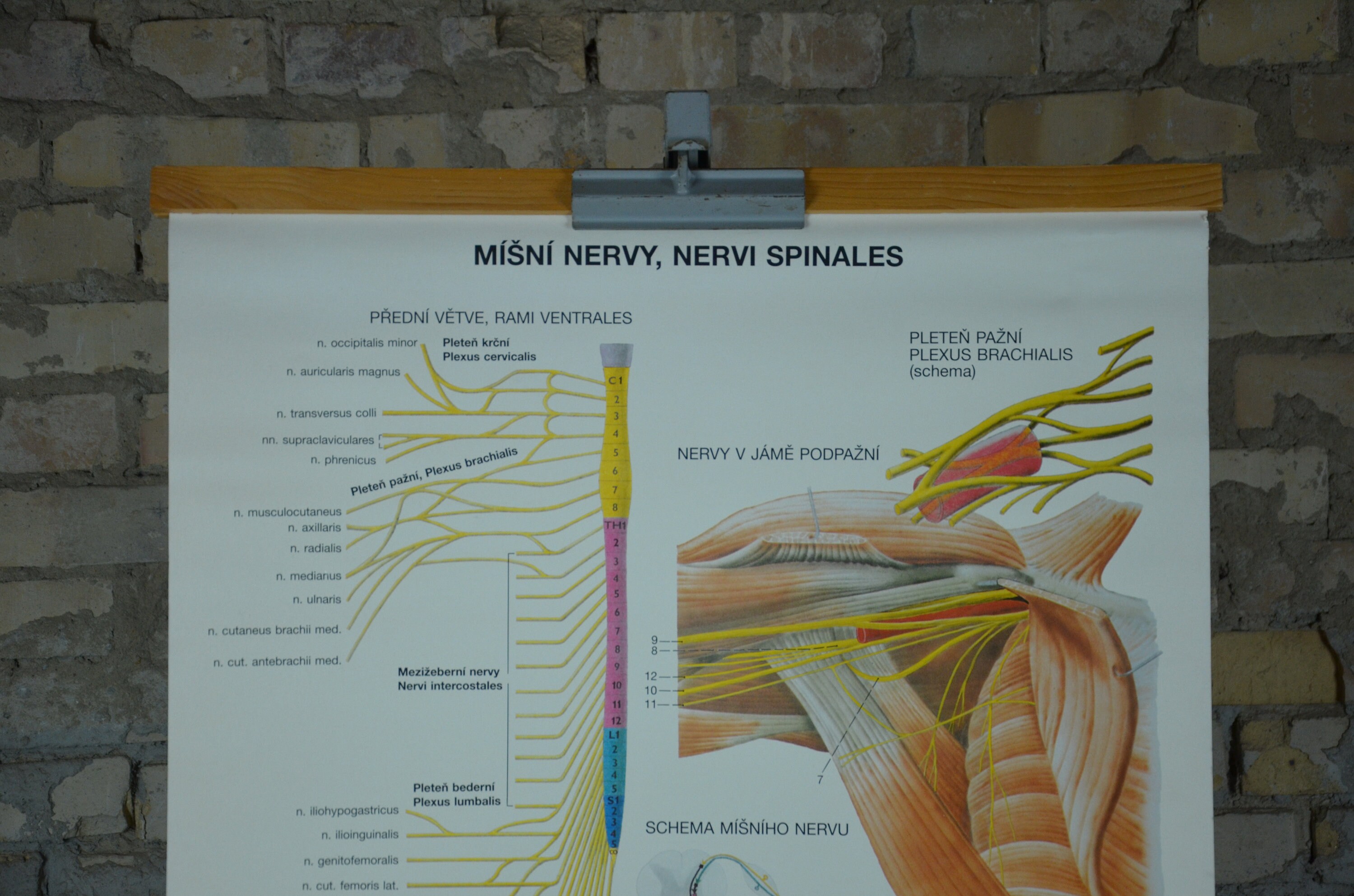 Spinal Nerves, Arm, Neurology: Original Vintage 1990s Czech Educational ...