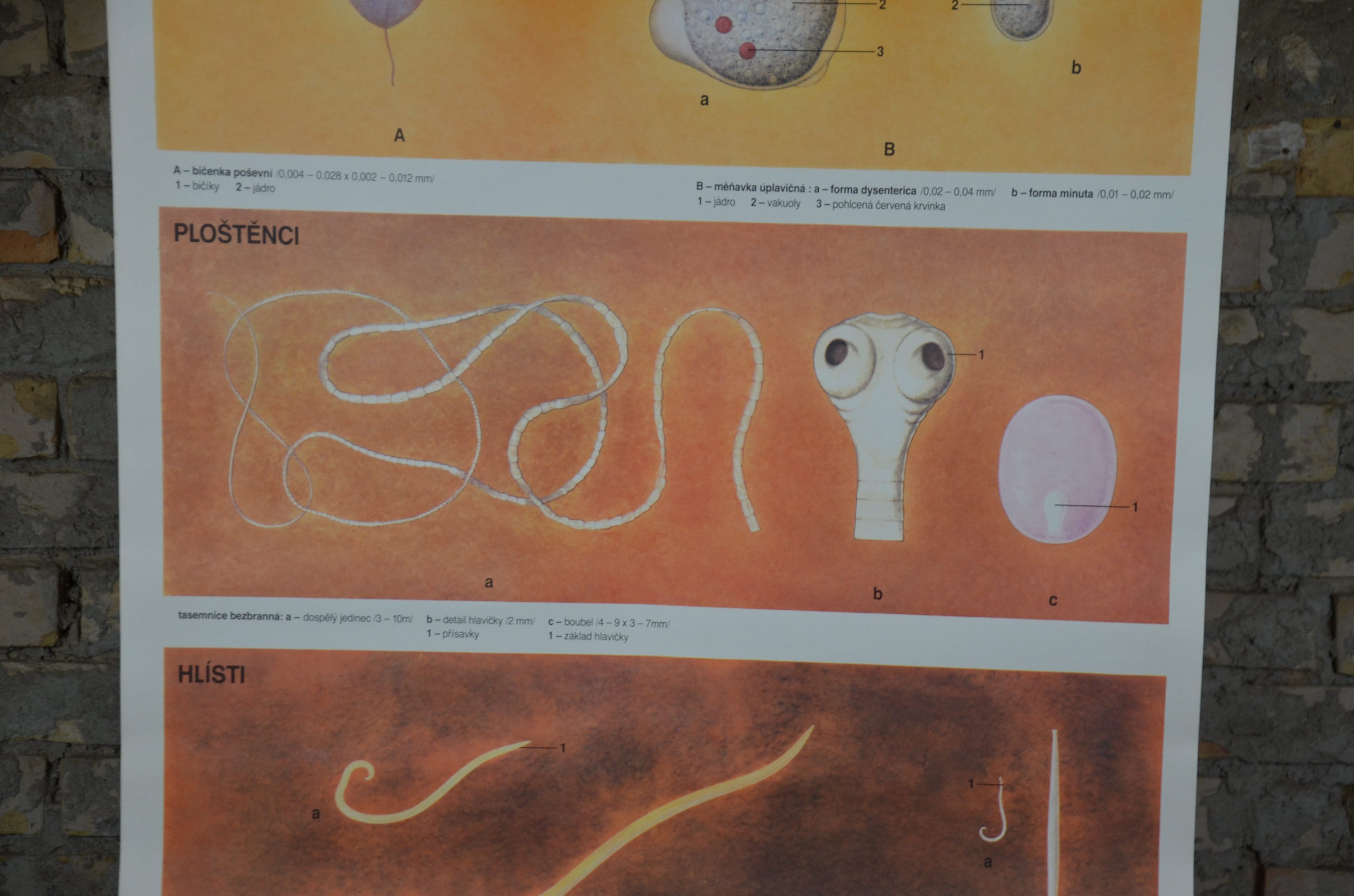 Tapeworm, Parasite: Original Vintage 1980s Czech Educational Poster ...