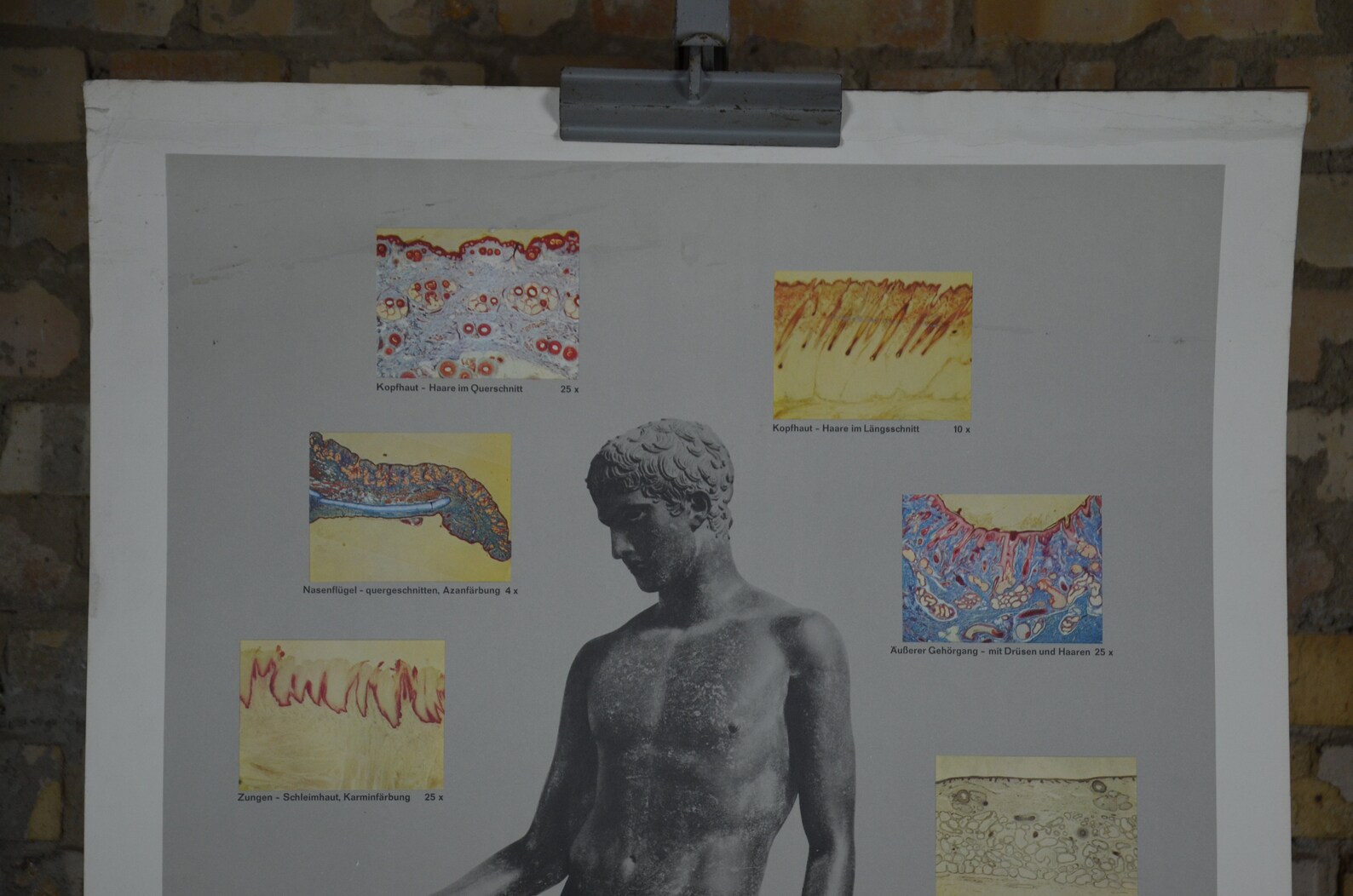 Human Skin Anatomy Types: Original Vintage 1970s German - Etsy