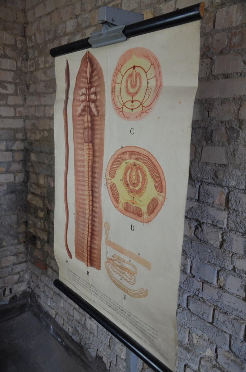 Earthworm Anatomy: Original Vintage 1950s Czech Anatomical - Etsy