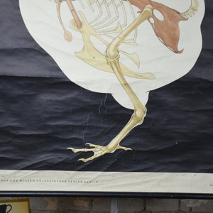 Chicken Skeleton: Original Vintage German 1960s Educational Poster ...