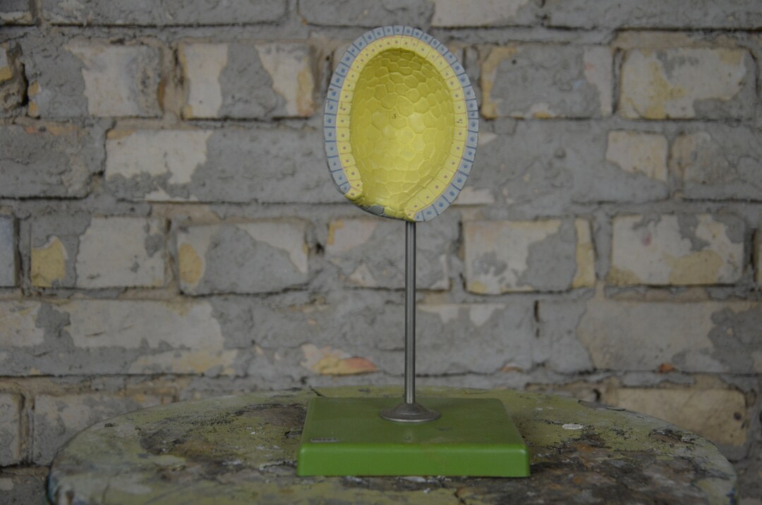 Egg Gastrulation in the Lancelet Fish: SOMSO Anatomical Model Original ...