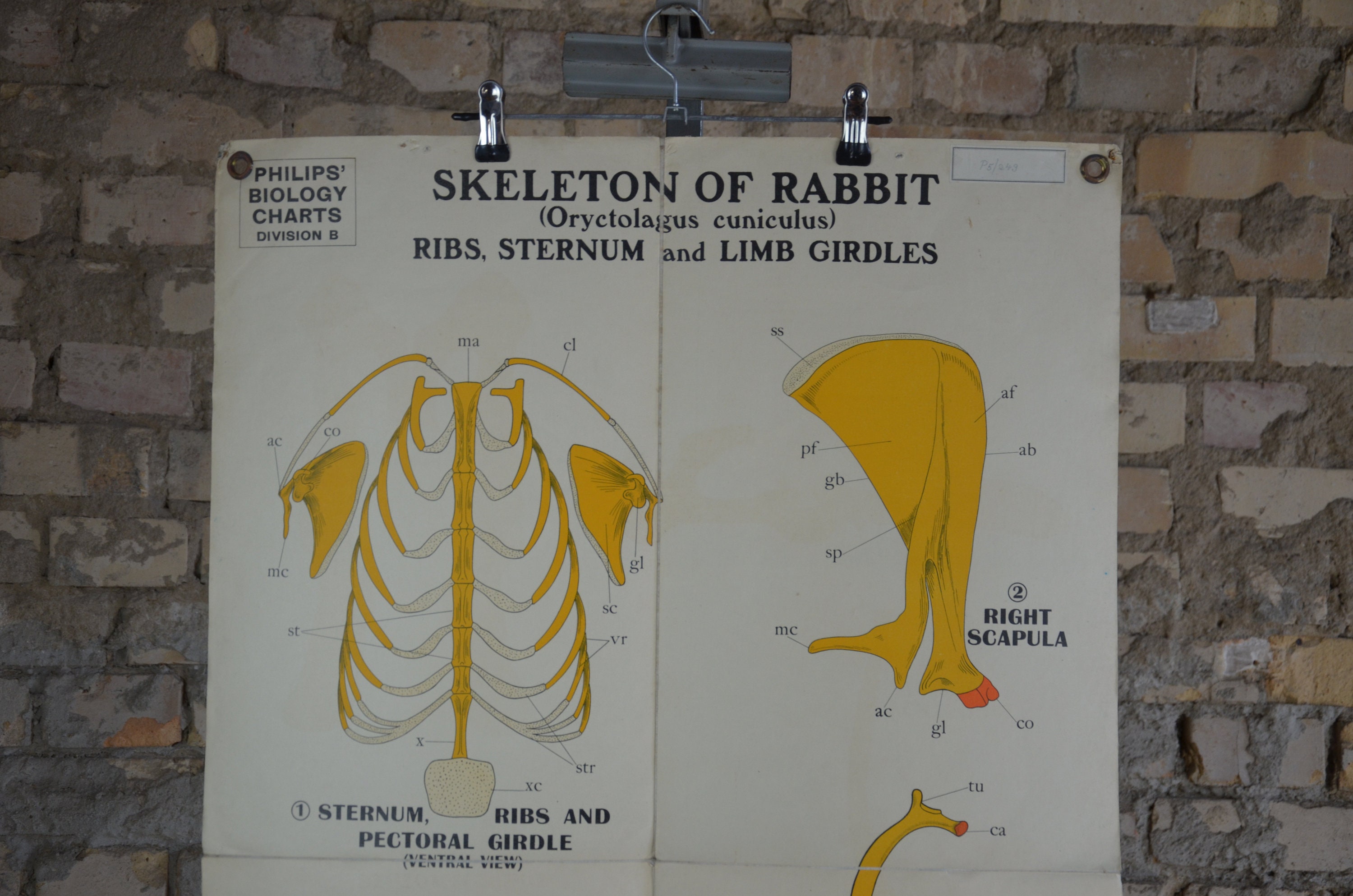 Rabbit Anatomy: Original Vintage 1920s British Educational Poster ...