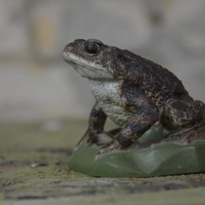 Common Toad, Antique Anatomy Model: Original 1950s German Educational ...