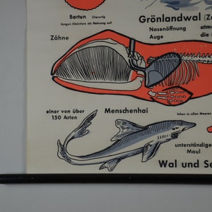 Shark & Whale, Marine Mammals: Original Vintage German 1960s ...