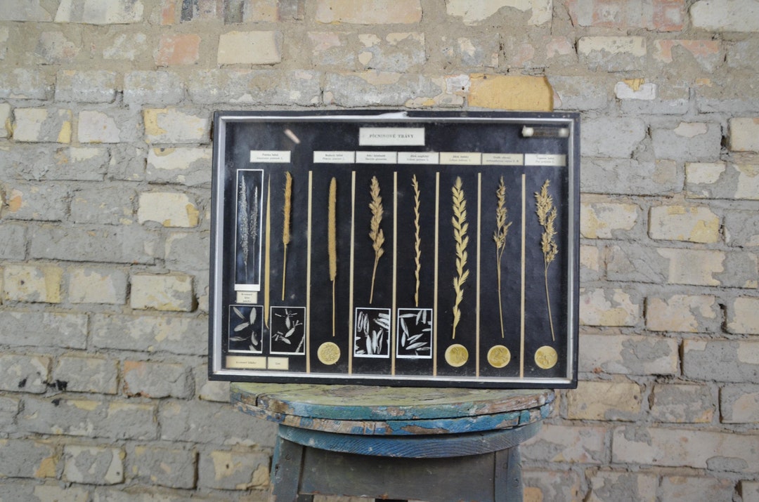 Types of Grains: Original Antique 1960s Educational Czech School ...