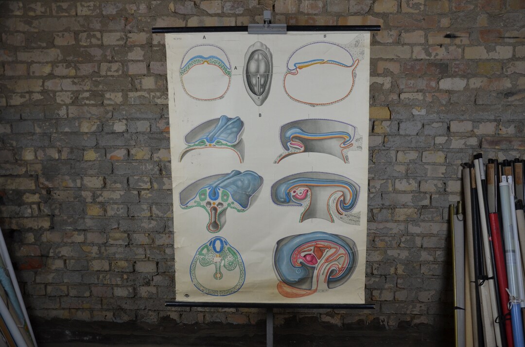 Embryo Anatomy, Development, Pregnancy: Original Vintage 1960s German ...
