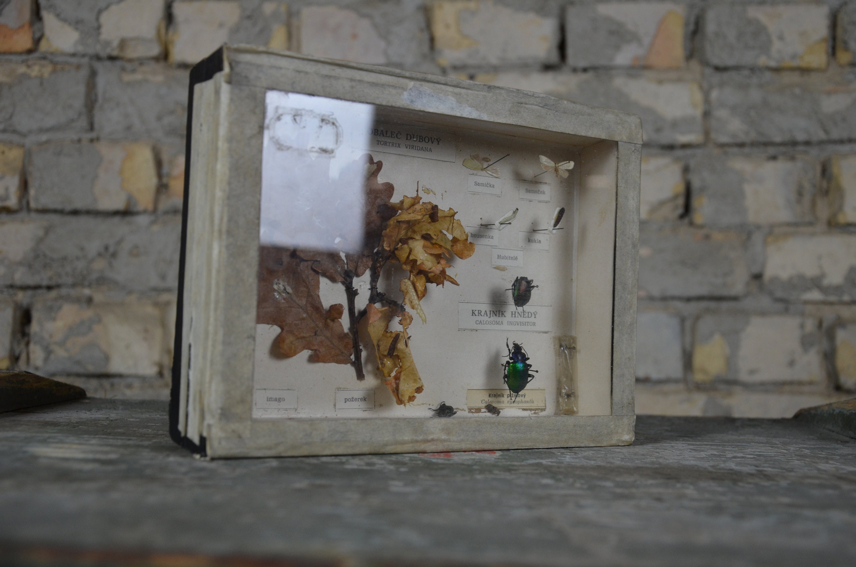 Insects, Beetles: Original Antique 1950s Educational Czech School ...