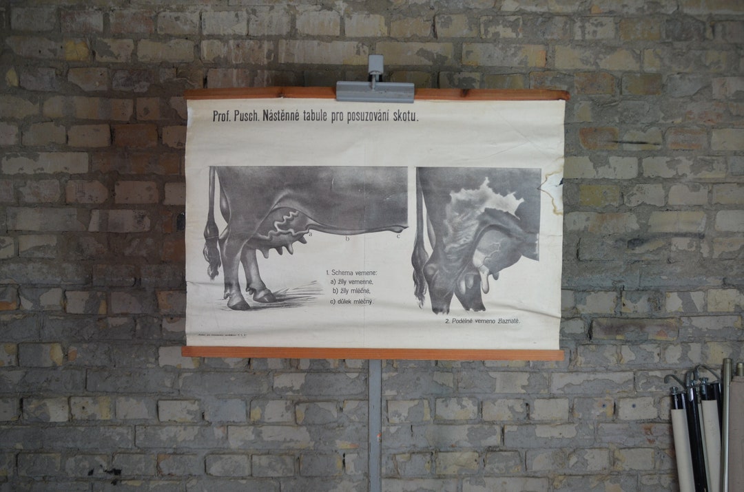 Cow Udder Anatomy, Gustav Pusch: Original Antique 1920s RARE ...