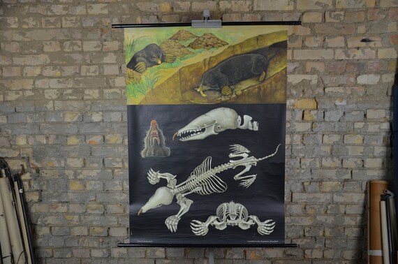 Mole Anatomy Skeleton: Original Vintage 1950s German - Etsy
