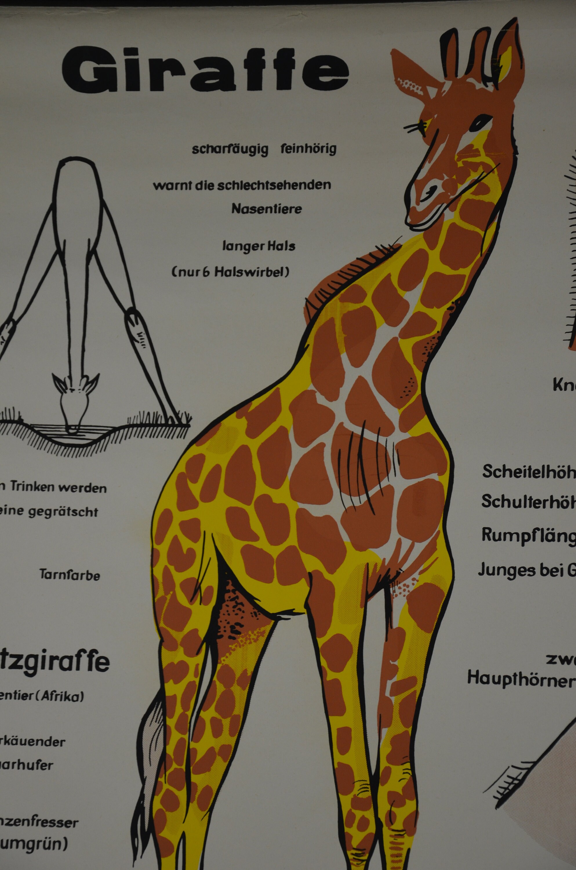 Giraffe Ostrich: Original Vintage German 1960s Educational - Etsy