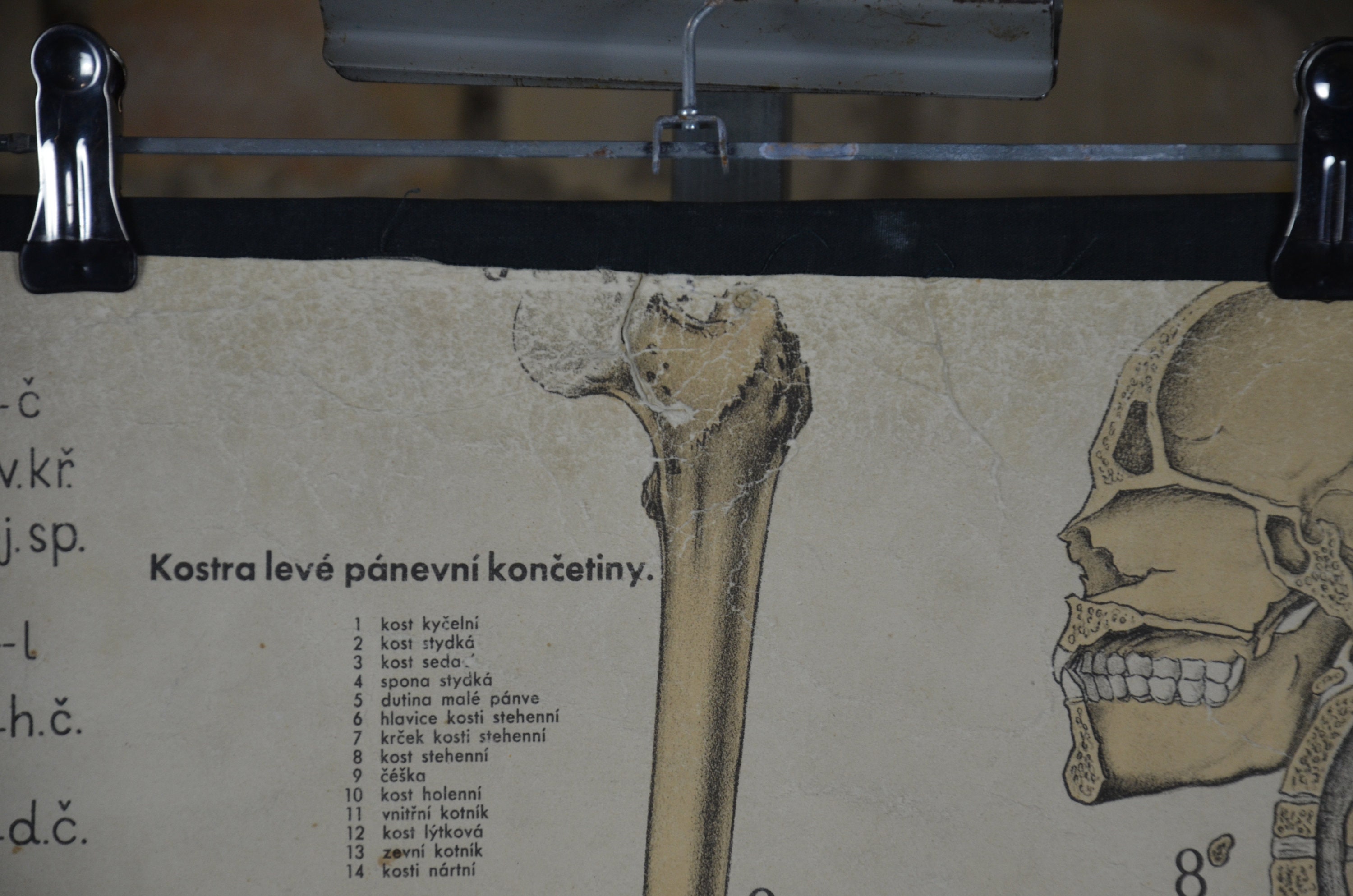 Human Skeleton, Anatomy: Original Vintage Distressed 1950s Educational ...