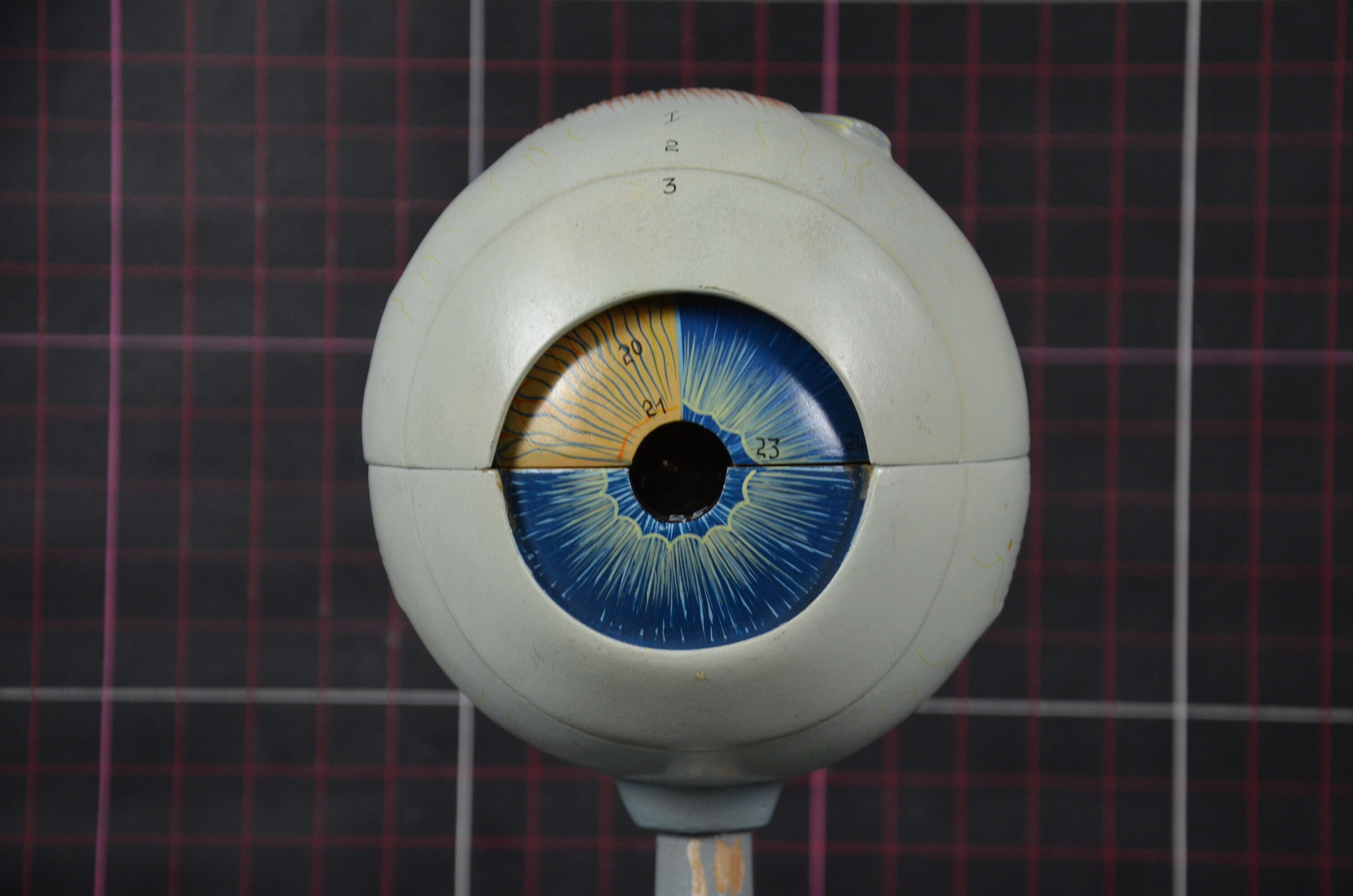Human Eye Anatomy: Vintage Anatomical Model Original 1950s German ...