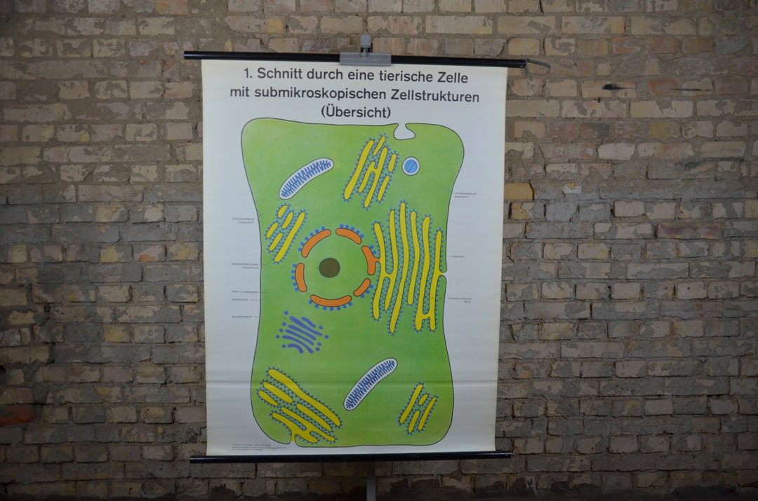 Animal Cell Microscope Section: Original Vintage 1970s German ...