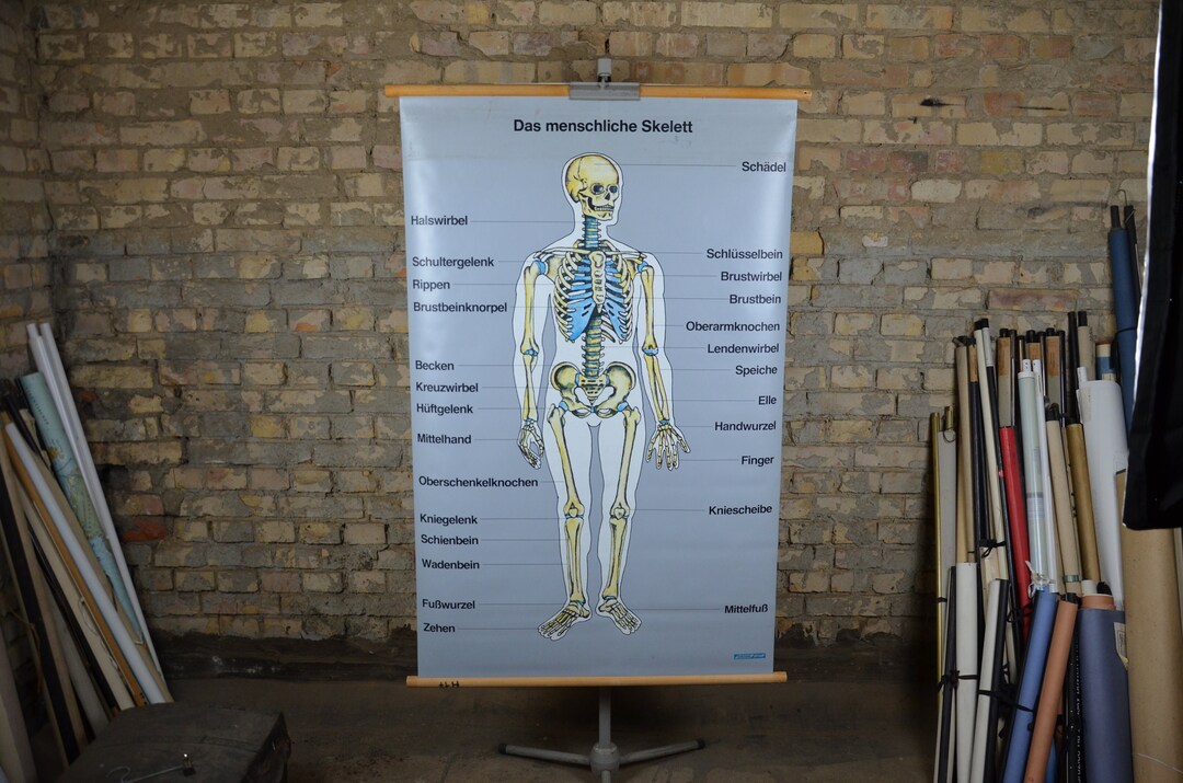 Human Skeleton: Original Large Vintage 1980s German Educational Poster ...