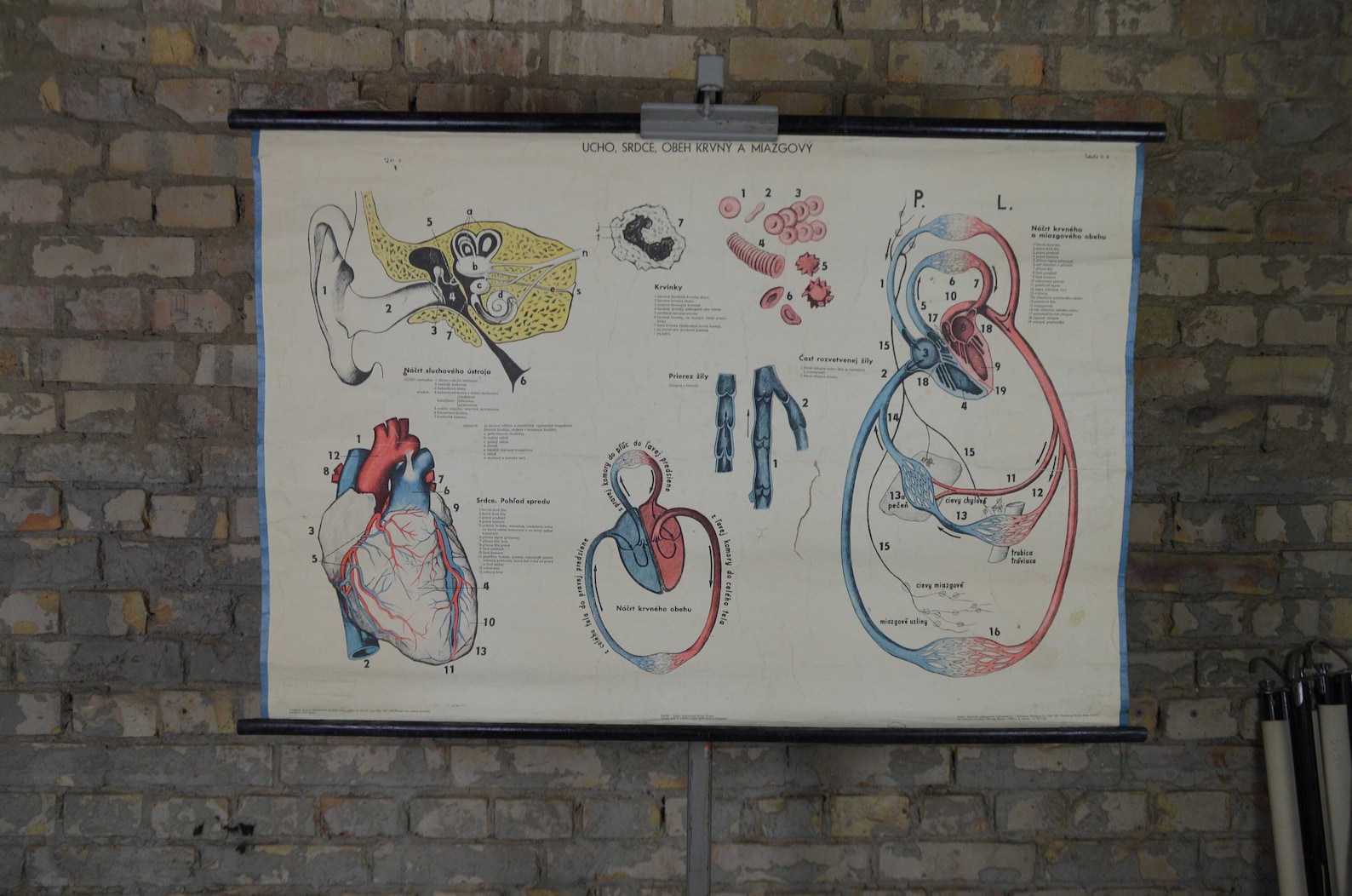Human Bloodstream & Heart: Original Vintage 1950s Czech Educational ...