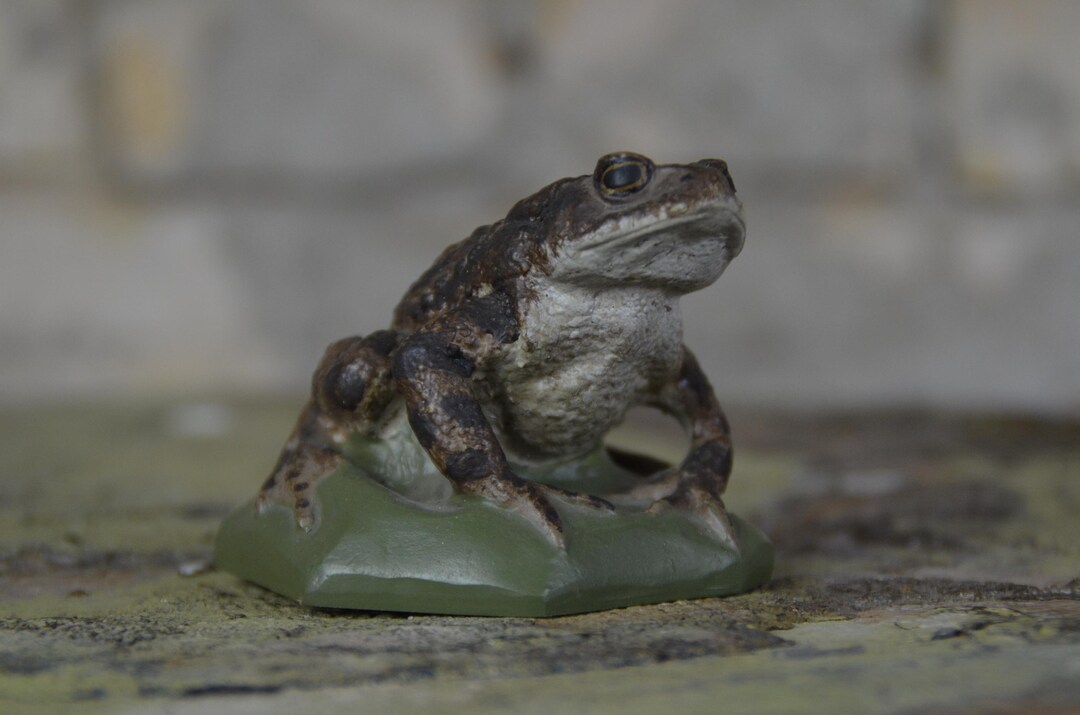 Common Toad, Antique Anatomy Model: Original 1950s German Educational ...