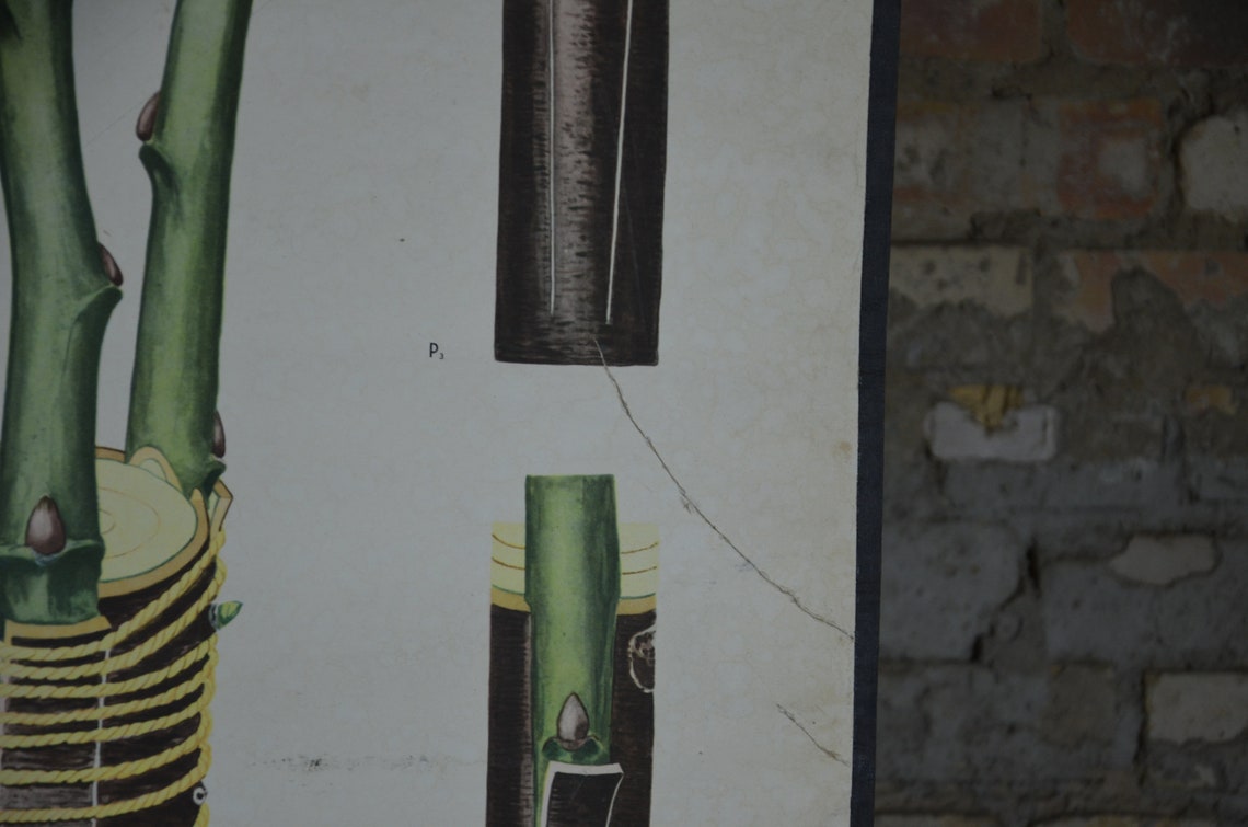 Veneer Crown Graft, Tittel's Graft: Original Vintage 1950s Educational ...