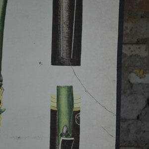 Veneer Crown Graft, Tittel's Graft: Original Vintage 1950s Educational ...