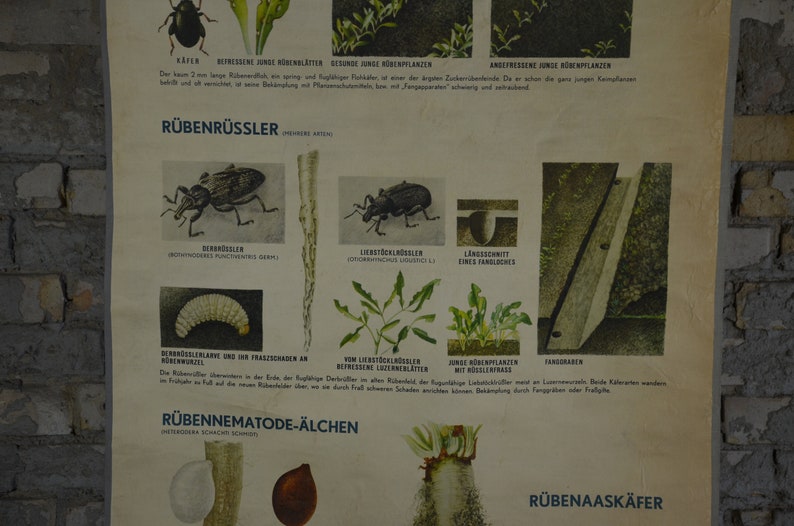 Turnip Pests Parasites: Original Vintage 1920s German - Etsy