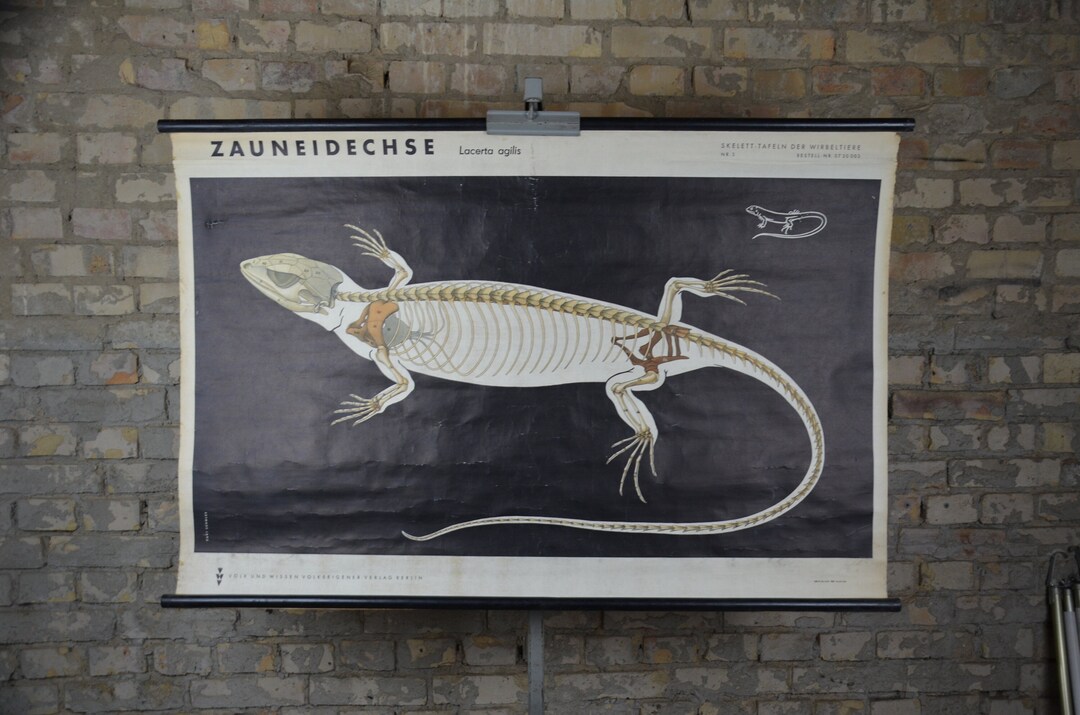 Sand Lizard Anatomy, Skeleteon: Original Vintage 1960s German Mid ...