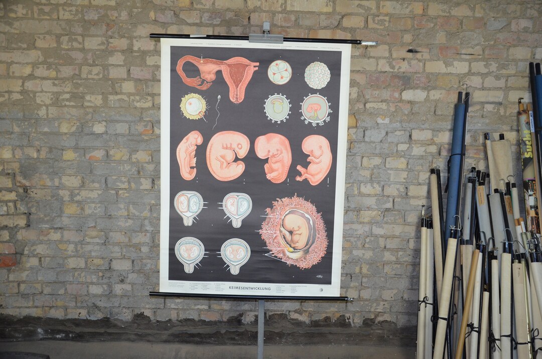 Embryo Development: Original Vintage 19&0s German Educational School ...
