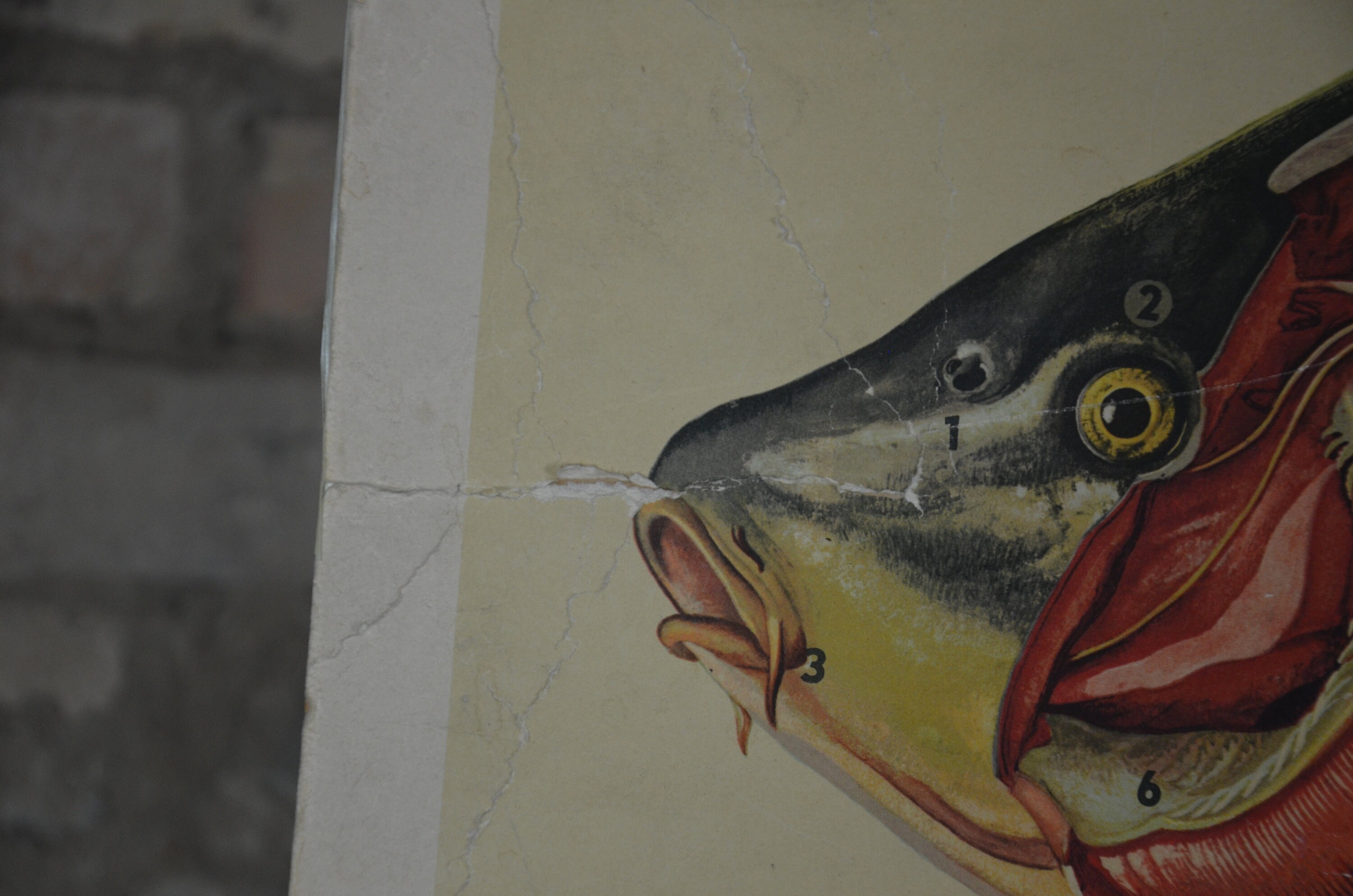 Carp Anatomy: Original Vintage 1960s Czech Mid Century Educational ...