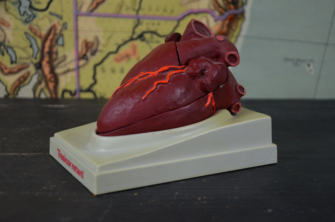 Human Heart Specimen, Original Vintage Anatomical Model: Original 1980s ...