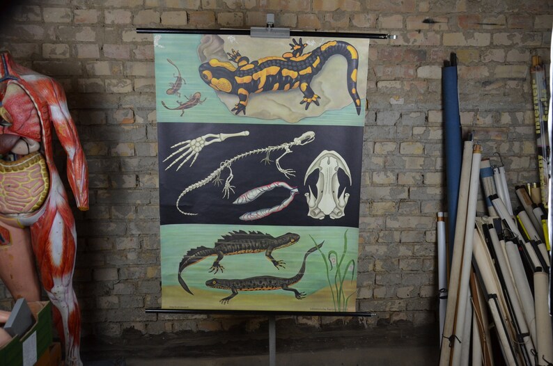 Fire Salamander: Jung Koch Quentell Original Vintage German 1970s ...