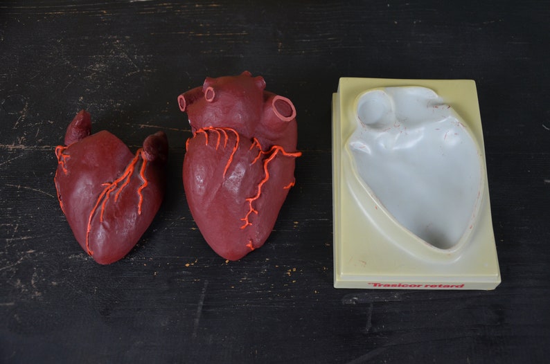 Human Heart Specimen Original Vintage Anatomical Model: - Etsy