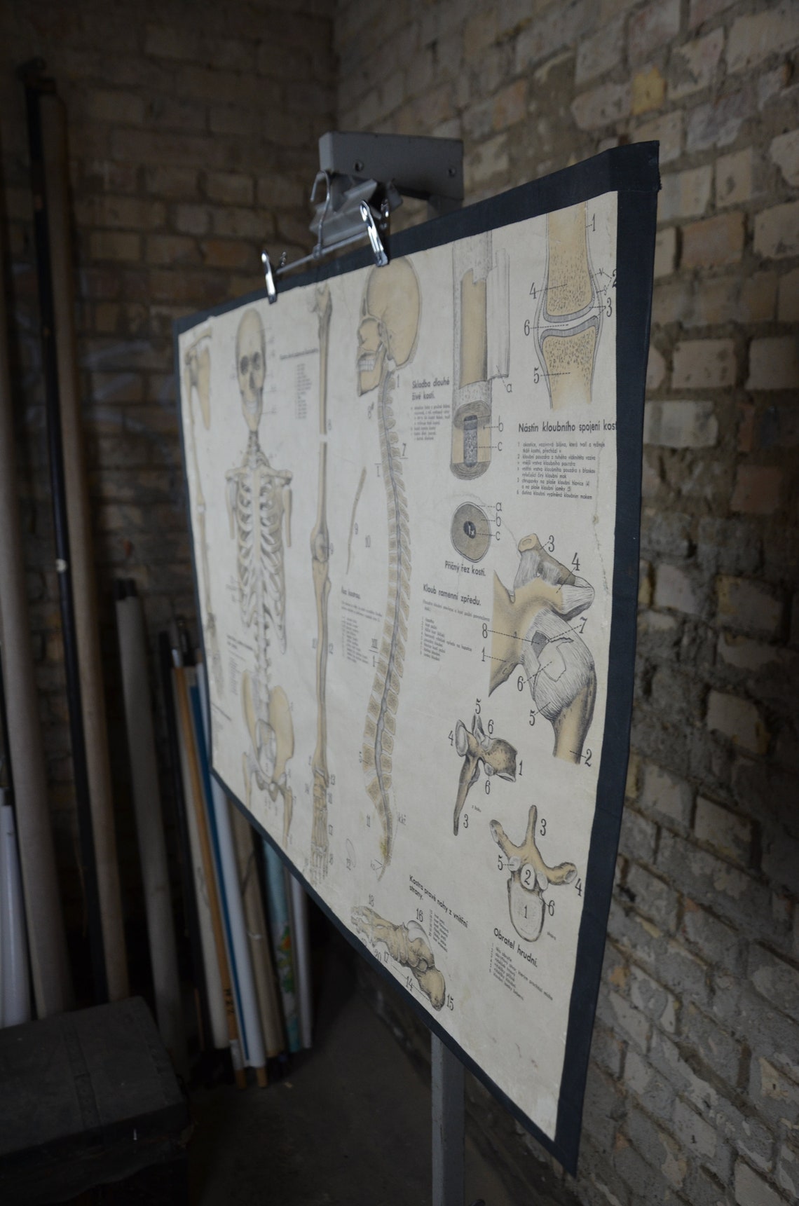 Human Skeleton, Anatomy: Original Vintage Distressed 1950s Educational ...