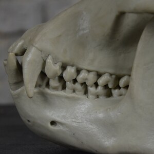 SOMSO Adult Gorilla Skull: Impressive Anatomical Model Original Vintage ...