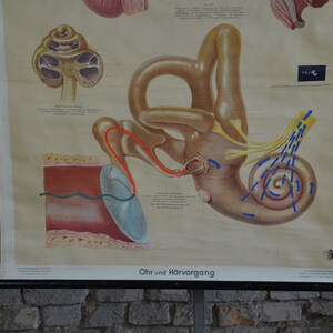 Human Ear Anatomy: Original Vintage German 1960s Educational - Etsy