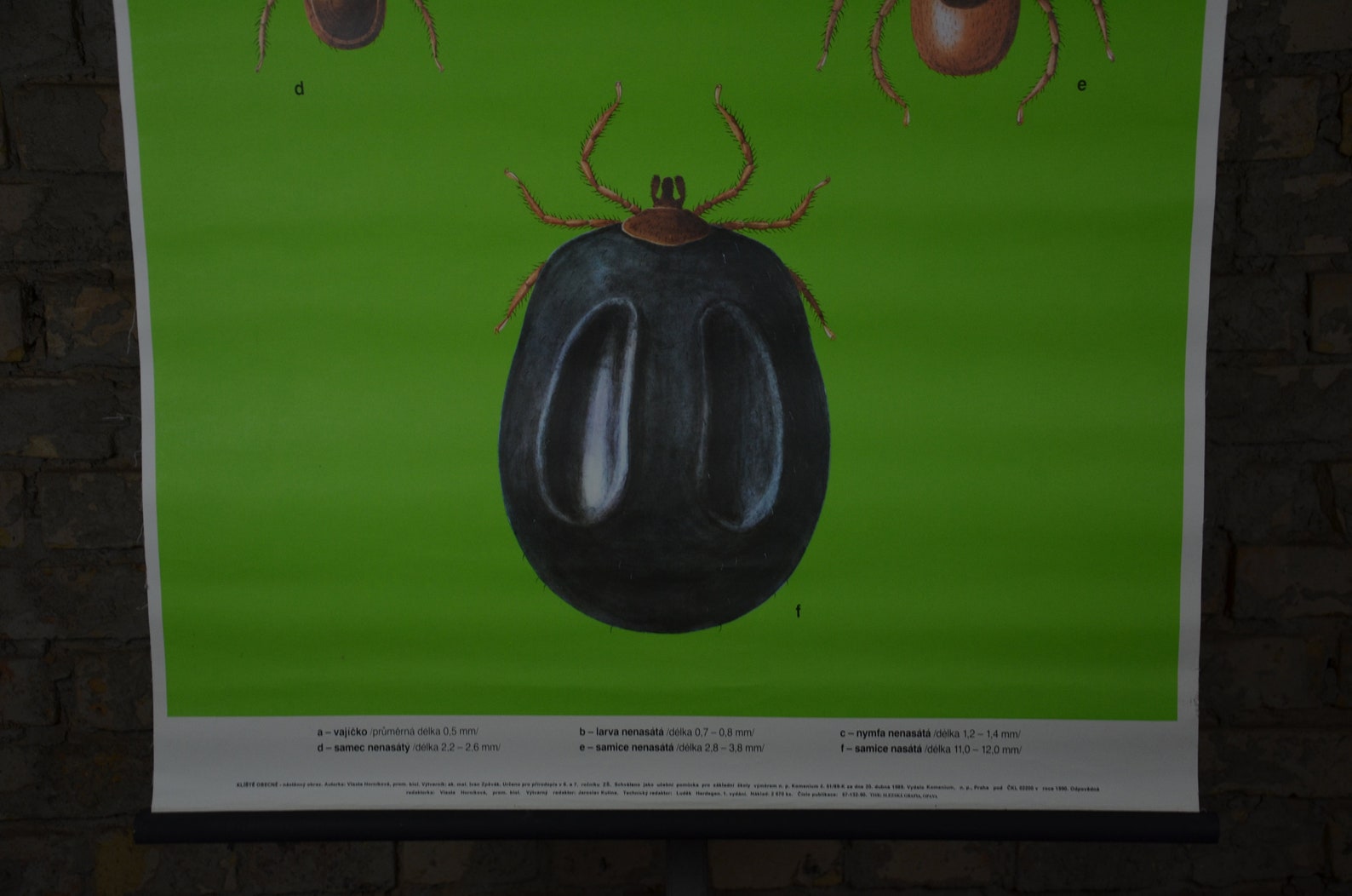 Types of Ticks Parasites: Original Vintage 1980s Czech - Etsy