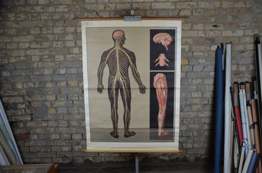 Human Nervous System, Anatomy: Original Antique 1920s German ...