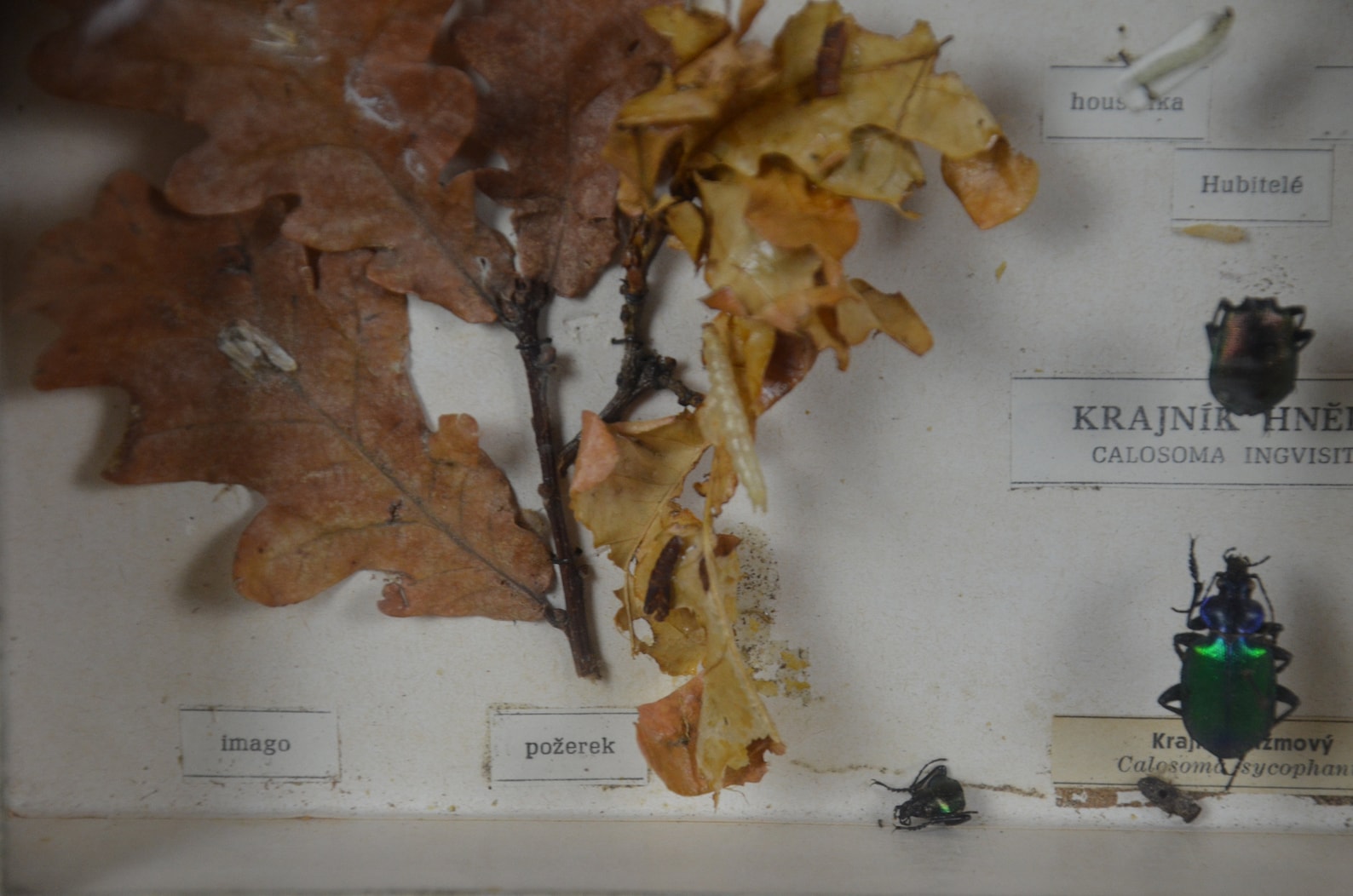 Insects, Beetles: Original Antique 1950s Educational Czech School ...