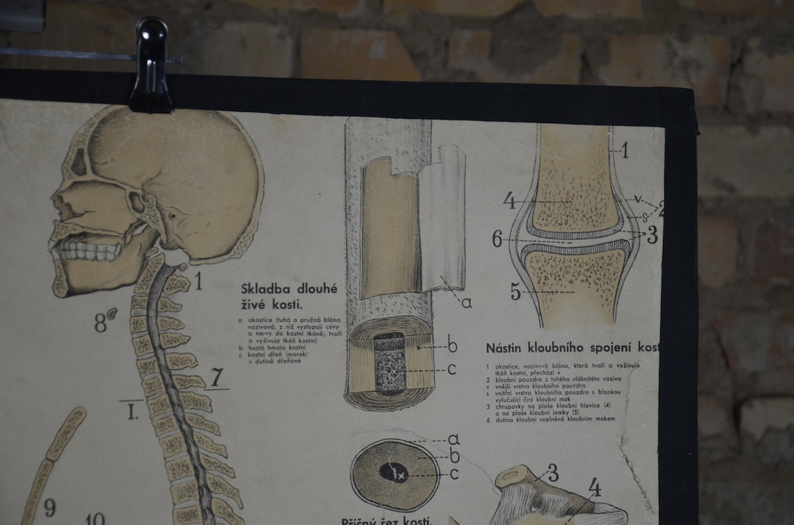 Human Skeleton, Anatomy: Original Vintage Distressed 1950s Educational ...